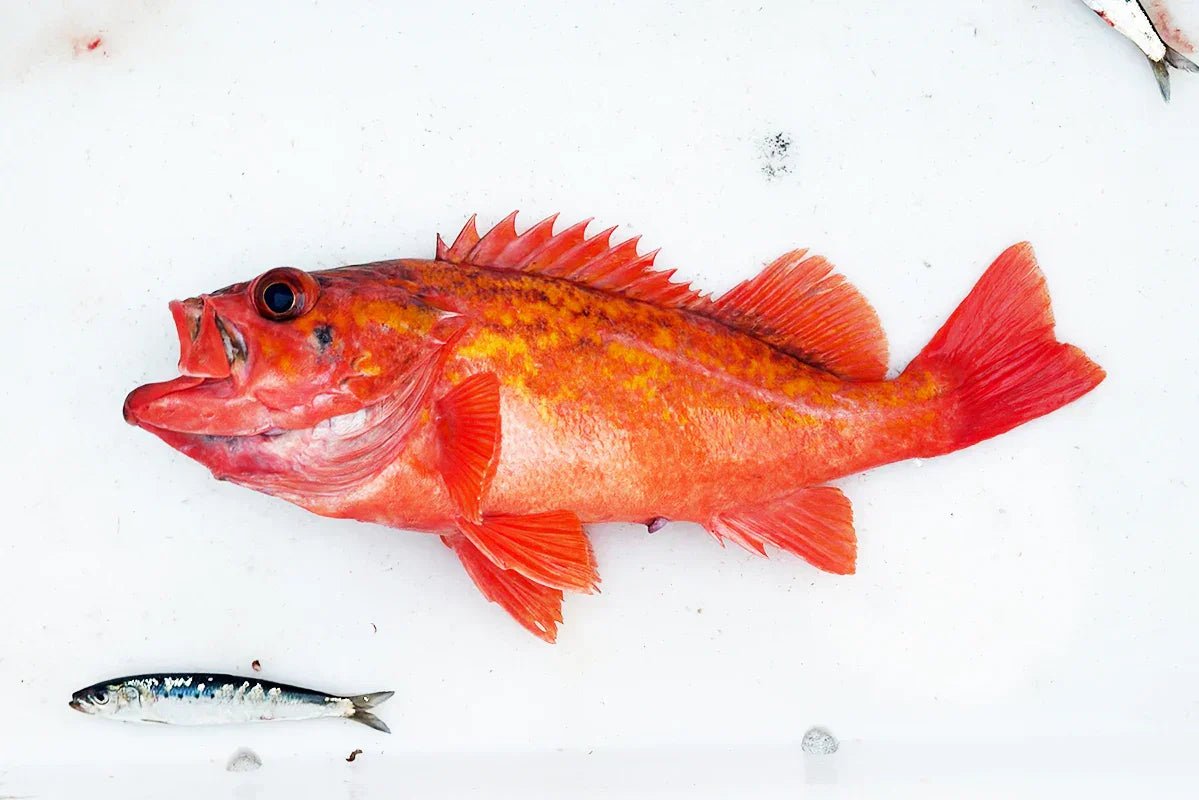 Deep Sea Fishing SoCal: Essential Weights, Rigs & Rods – Tackle Express ...